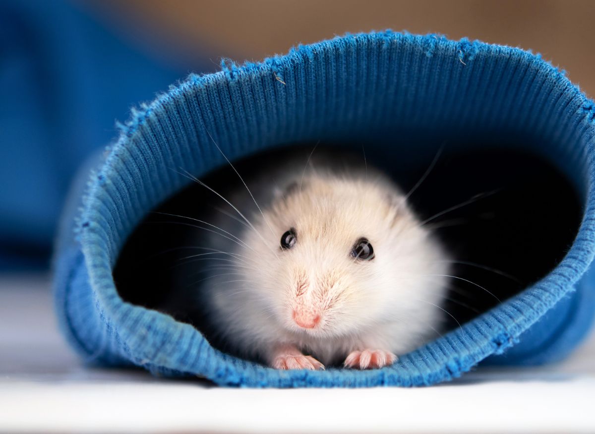 Privacy Policy | Pioneer Animal Hospital