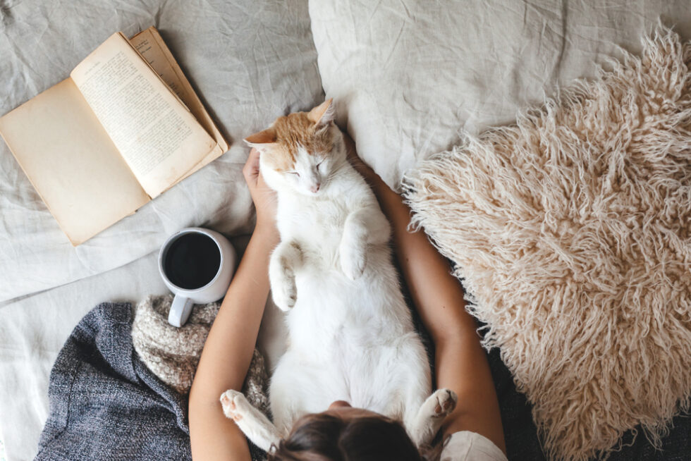 The Importance Of Low-Stress Handling: A Guide For Pet Owners | Pioneer ...